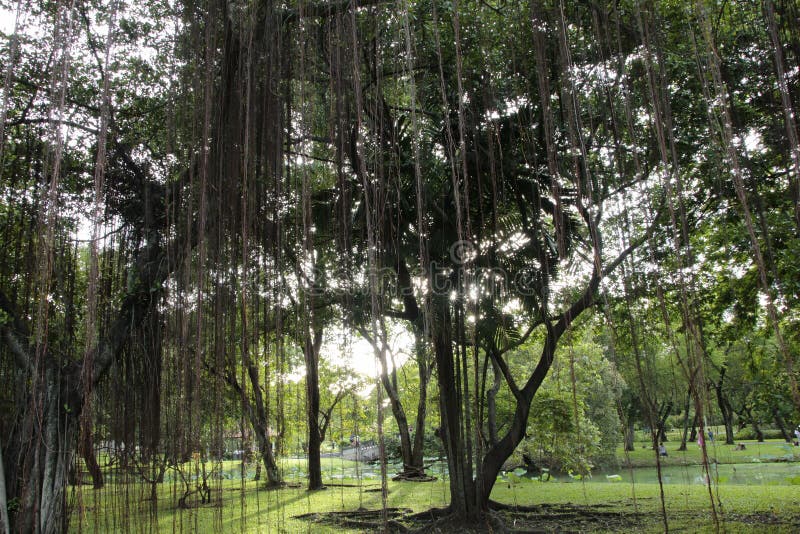 Big tree in the park stock image. Image of nature, scenic - 98307057