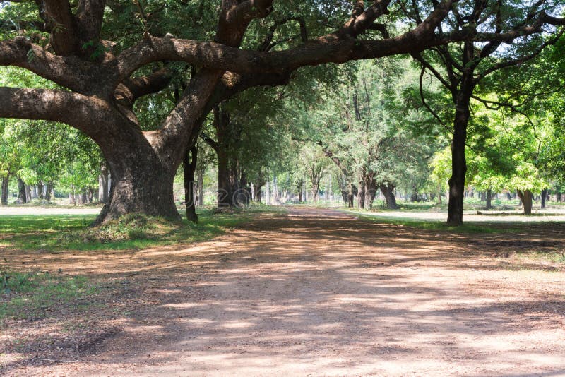 Big Tree Passage Soil Stock Photos - Free & Royalty-Free Stock Photos ...