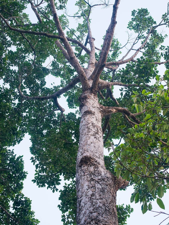 Big tree stock photo. Image of giant, forest, flare, park - 31033900
