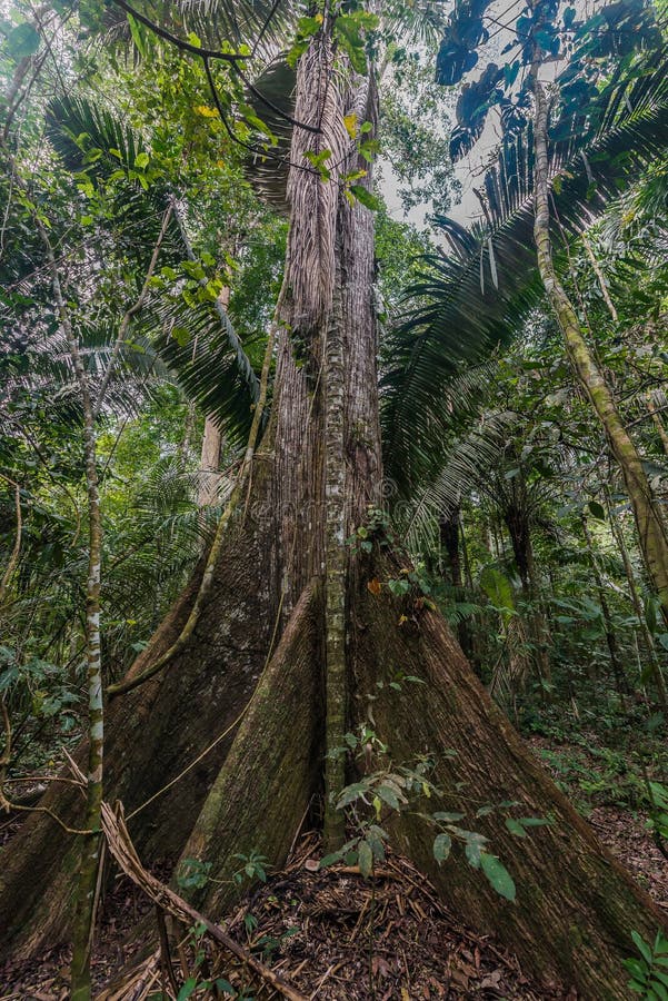 Big Tree Peruvian Amazon Jungle Madre De Dios Peru Stock Photo - Image ...