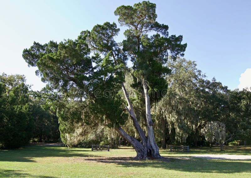 Big tree stock image. Image of landscape, nature, florida - 131256685