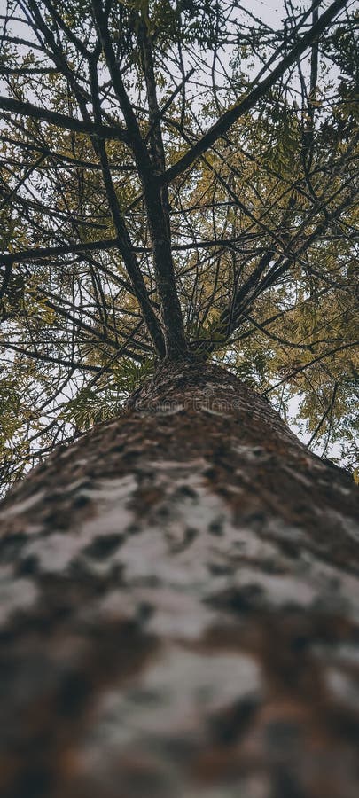 Big Tree Photo Taking during the Day. Stock Image - Image of beautiful ...