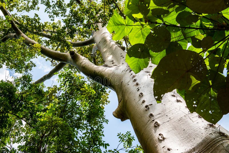 Big Tree in Phu Sang National Park Stock Image - Image of sunny, large ...