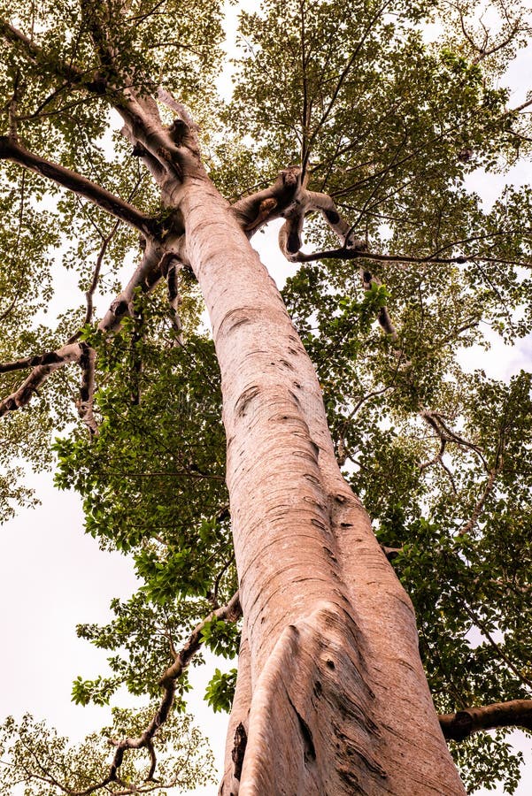 Big Tree in Phu Sang National Park Stock Image - Image of beautiful ...