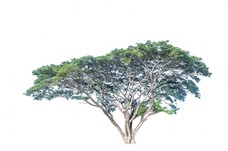 Big tree plant isolated stock photo. Image of years, wallpaper - 63492982