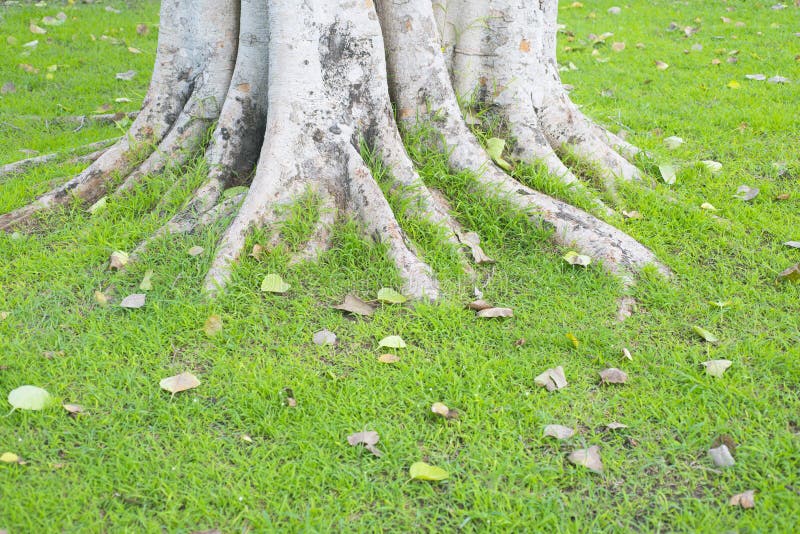 Big Tree Plant in Outdoor Lawn Stock Image - Image of outdoor, forest ...