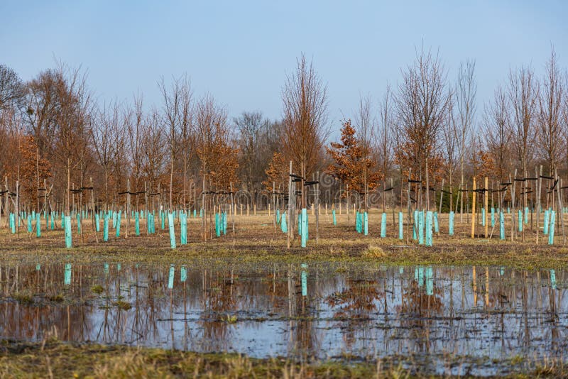Tree Plantation Behind Park Next To Huge Puddle Full of Water and ...