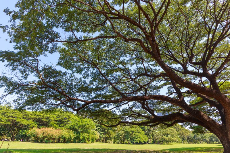 Big Tree in the Public Park Stock Image - Image of scenics, springtime ...