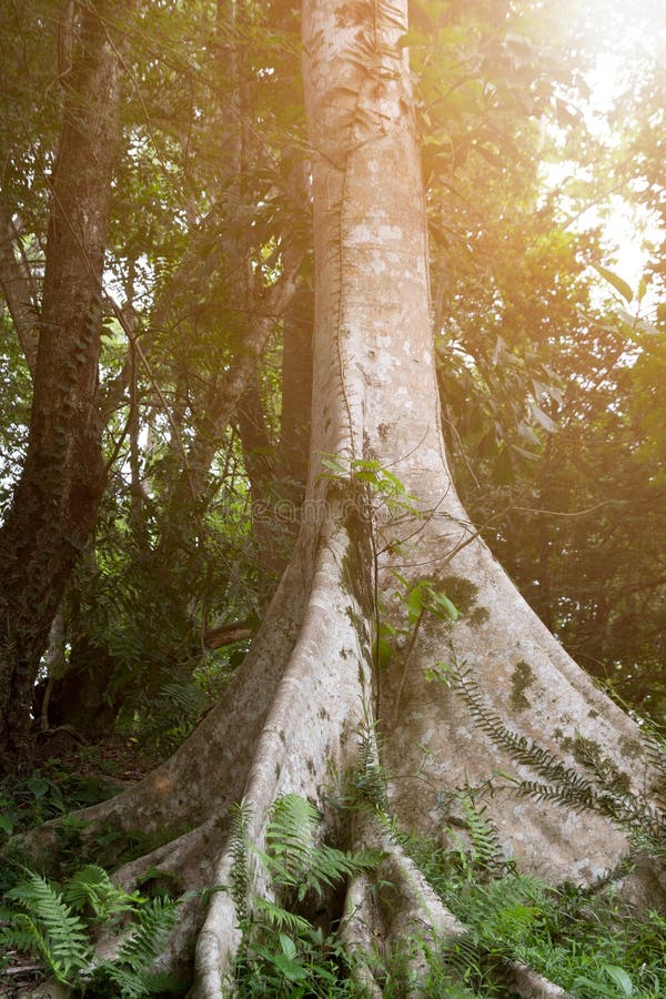 Tree roots stock photo. Image of garden, design, intertwined - 26259168