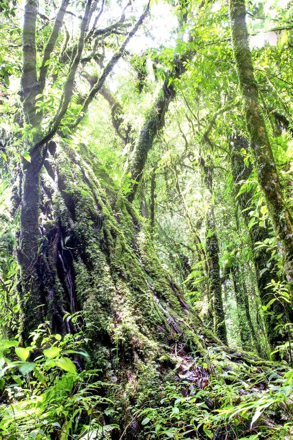 Big tree in rainforest stock photo. Image of natural - 35768476