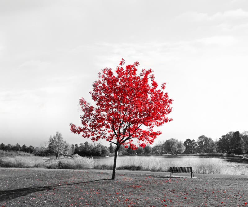 Big Tree with Red Leaves in a Black and White Landscape Scene with an ...