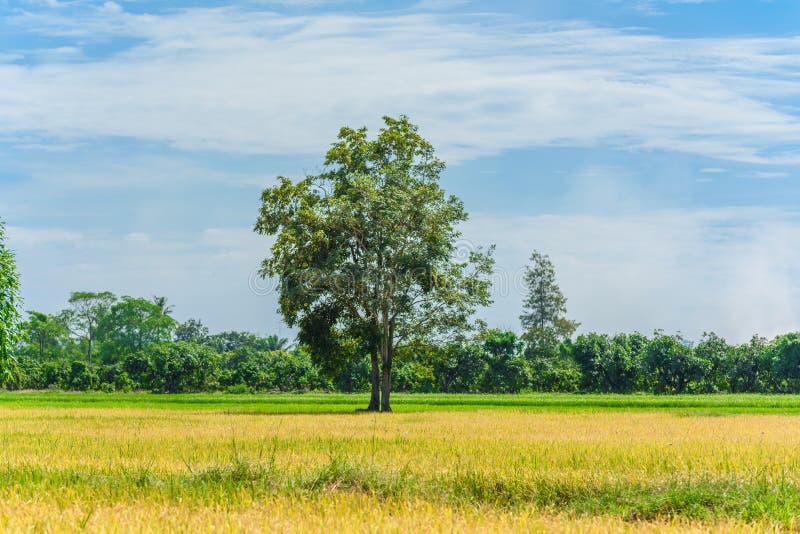Big tree in rice field stock image. Image of landscape - 133637019