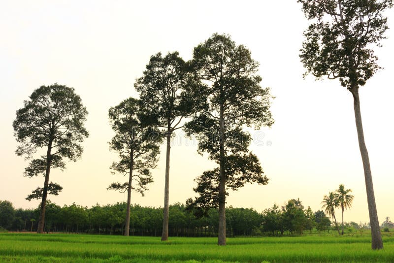 Big tree in rice field stock photo. Image of stem, tree - 45624966