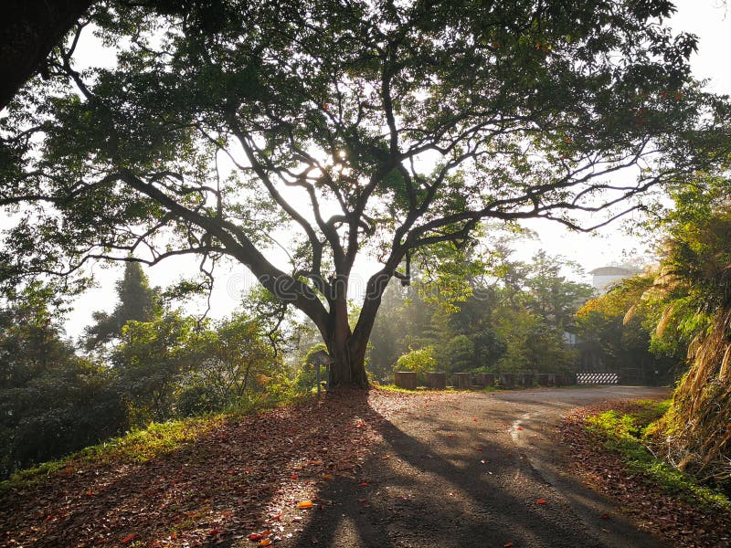 Tree Rising from Ancient Rocks in Forests Stock Photo - Image of shape ...