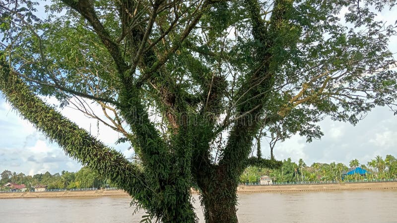 Big tree on the river bank stock photo. Image of garden - 340370754