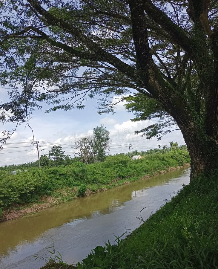 Big Tree beside Rivers stock image. Image of tree, forest - 267200349