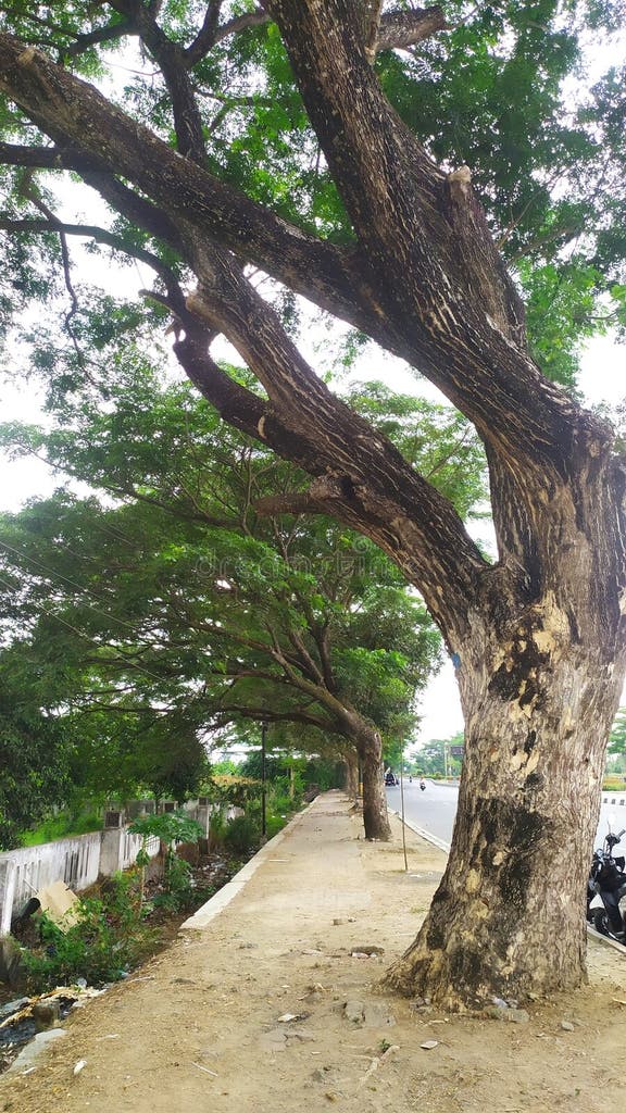 Big tree beside the road stock photo. Image of road - 352282594