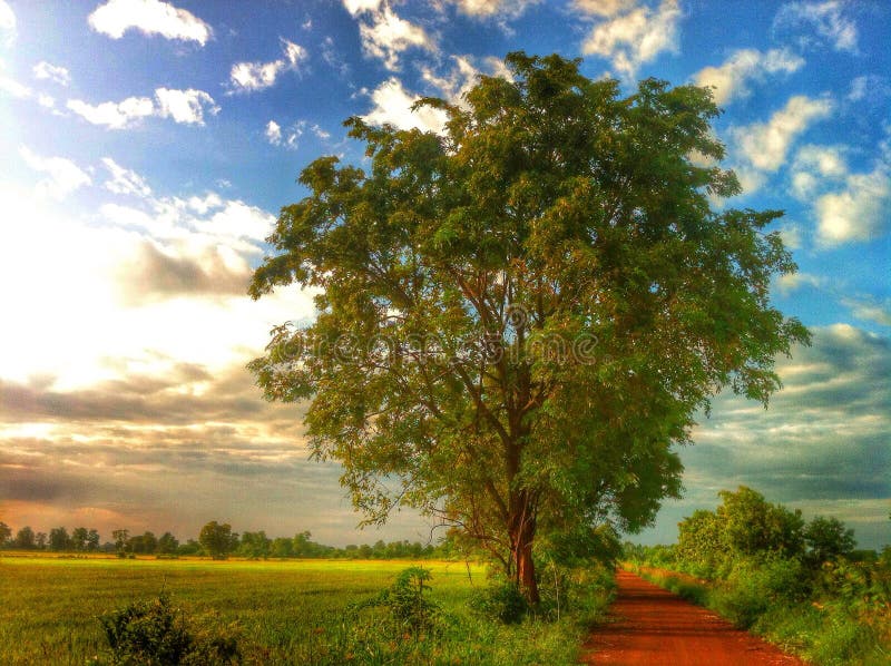 Big tree stock image. Image of blue, countryside, cloud - 43664121