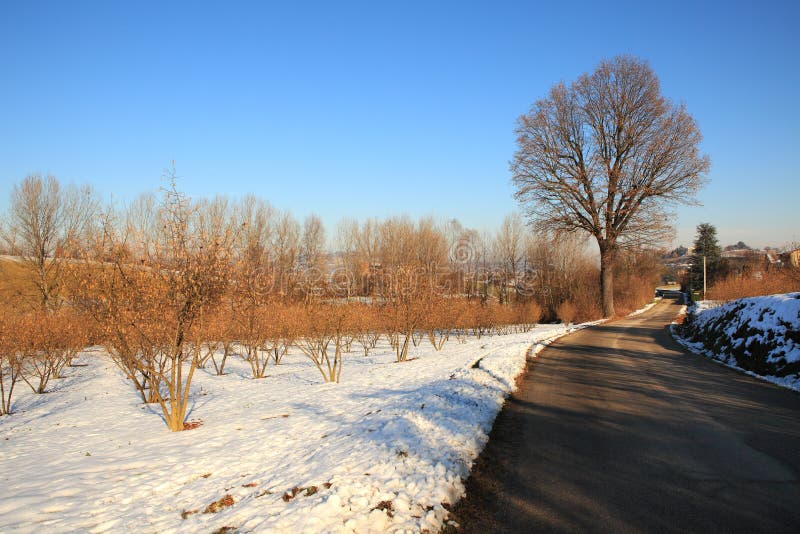 Big Tree on the Road among Snowy Fields. Stock Image - Image of scenic ...