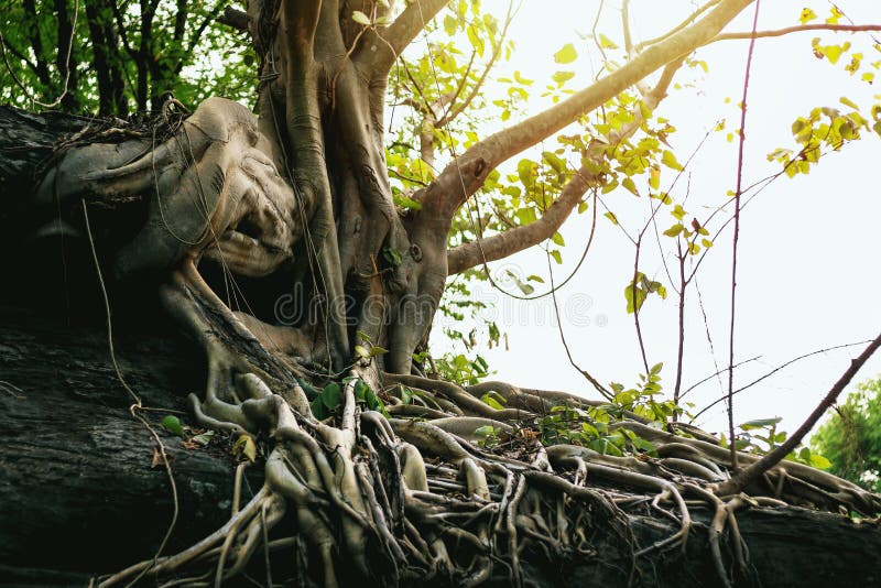 A Big Tree on a Rock with Beautiful Roots Stock Photo - Image of land ...