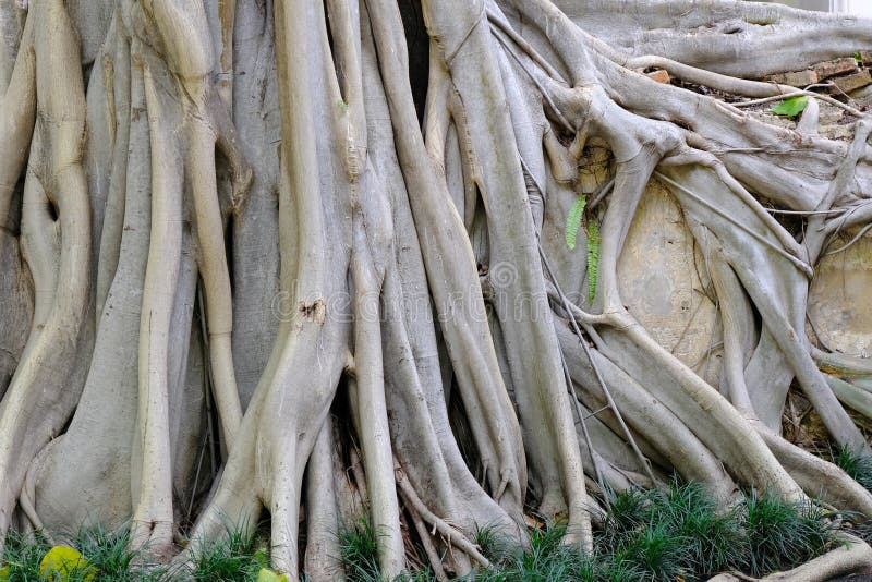 Big tree root stock photo. Image of garden, branch, organic - 192386728
