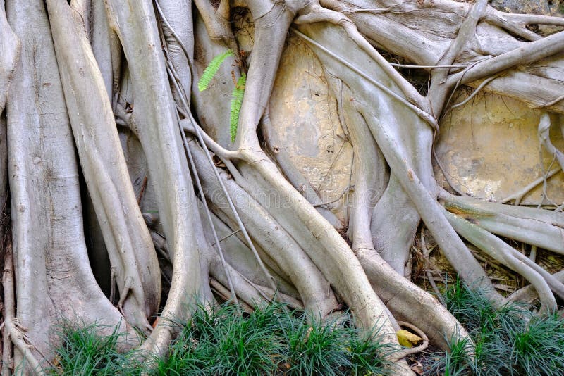 Big tree root stock image. Image of field, tree, green - 192386733