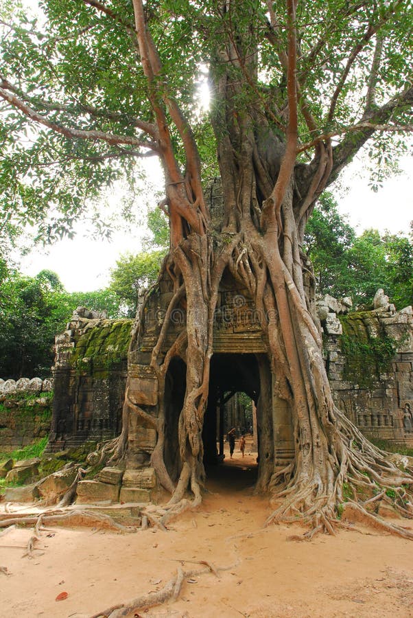 Big tree root stock photo. Image of building, tree, root - 21258054