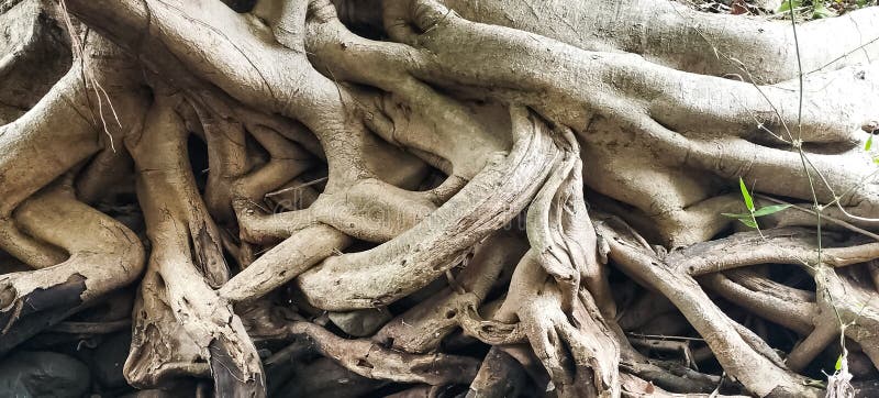 Rootbackground Stock Photos - Free & Royalty-Free Stock Photos from ...