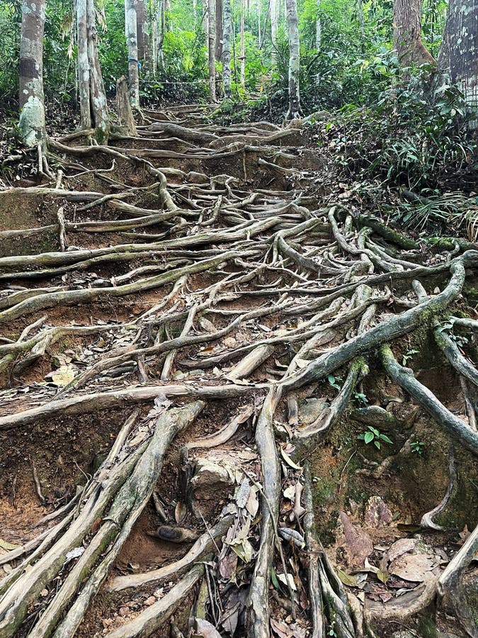 122 Roots Tree Life Logo Stock Photos - Free & Royalty-Free Stock ...