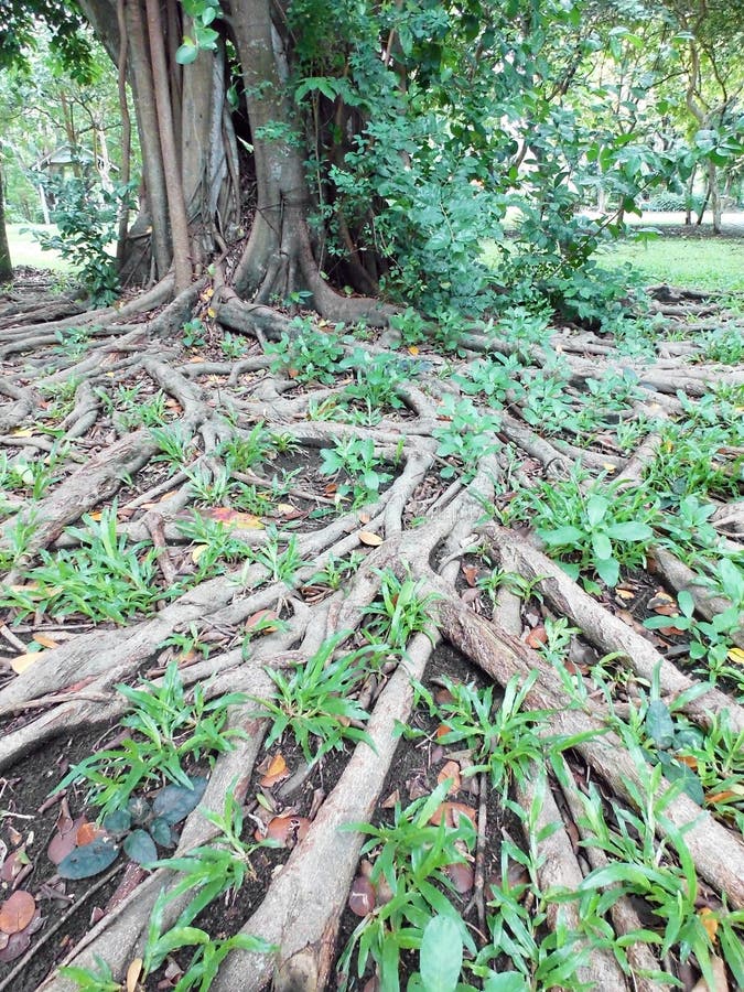 Big tree root stock photo. Image of grunge, branch, gardening - 61950520