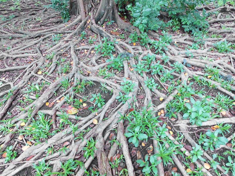 Big tree root stock photo. Image of element, land, organic - 61950630