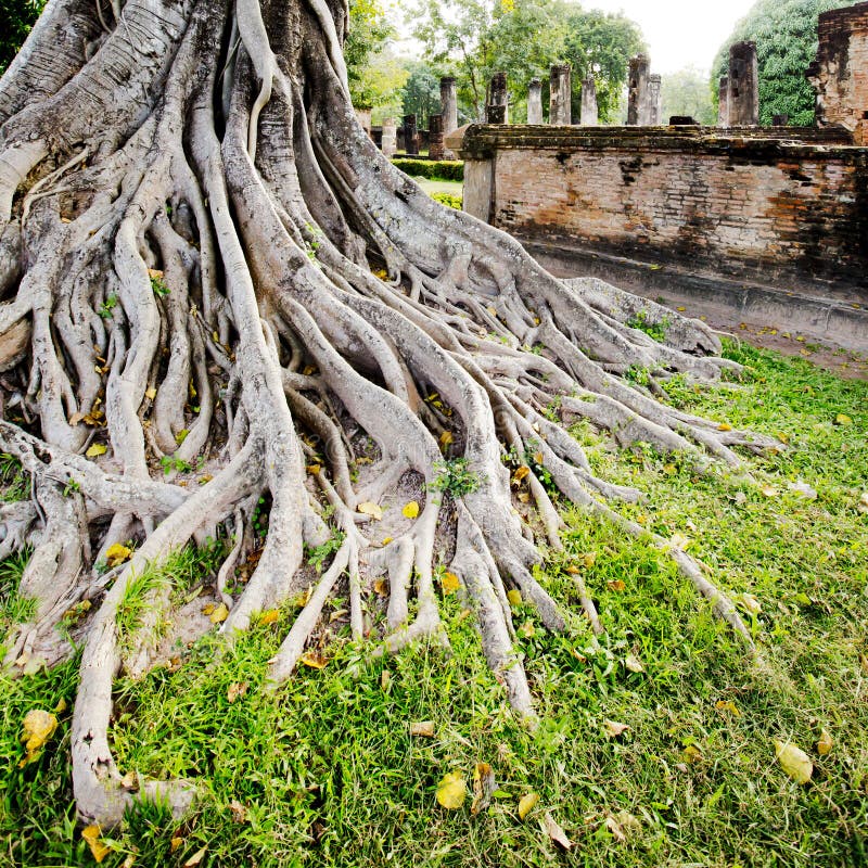 Big tree root stock photo. Image of natural, growth, farm - 51312160