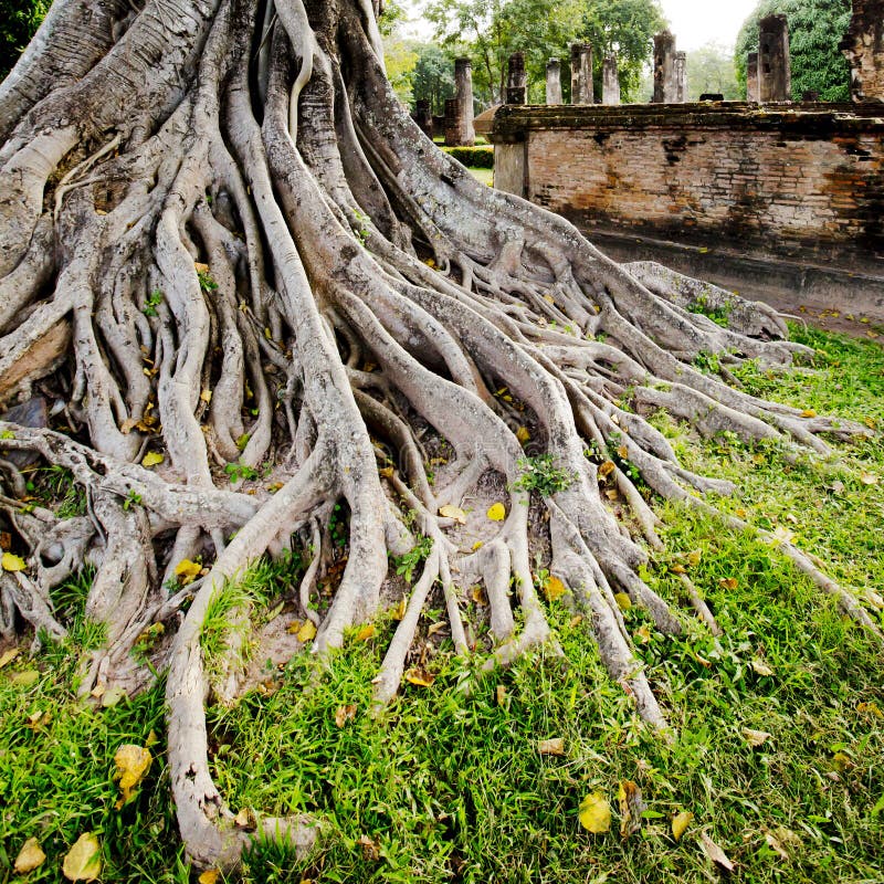 Tree root with a cross stock image. Image of joint, cross - 48195297