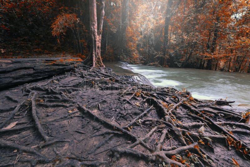 Big Tree Root with Fallen Autumn Leaves Stock Image - Image of orange ...
