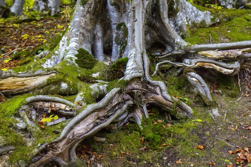 Big Tree Root in the Forest Stock Photo - Image of growth, plant: 245335644