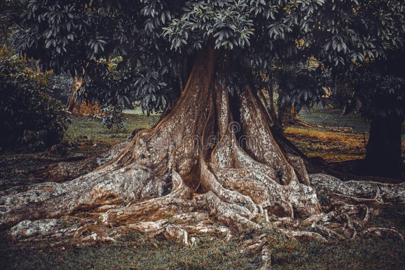Big tree root stock photo. Image of branch, pattern, jungle - 53050428
