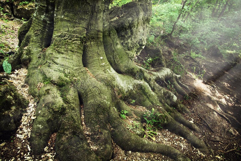 801 System Big Tree Root Stock Photos - Free & Royalty-Free Stock ...