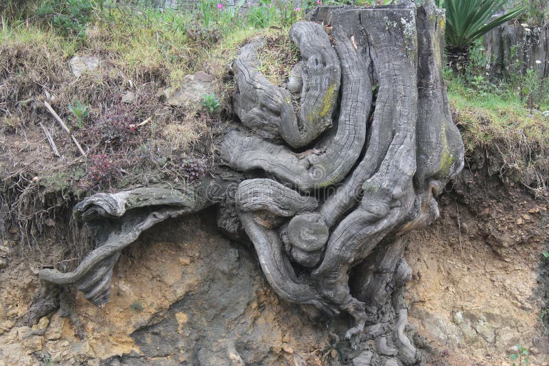 A Big Tree with Root Half without Mud Stock Photo - Image of bare ...