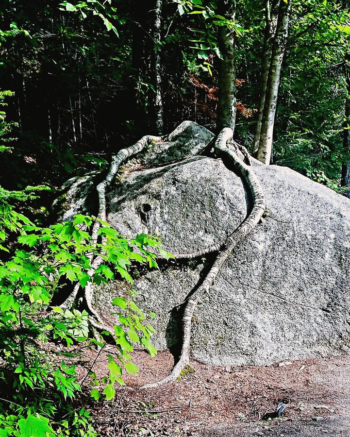 A Big Tree Root Hugging a Bolder Stock Image - Image of wilderness ...