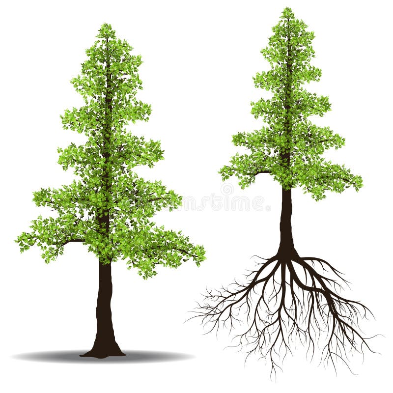 Big Tree Stock Illustrations – 62,783 Big Tree Stock Illustrations ...