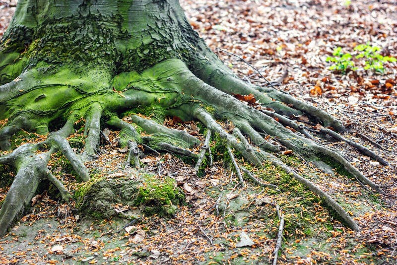 Big tree root stock image. Image of landscape, amazing - 69248589