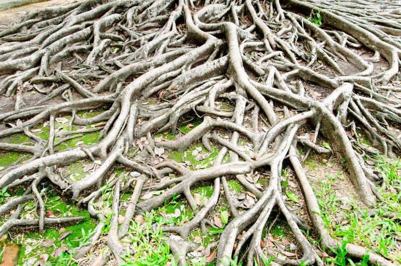 Big tree root stock image. Image of garden, growing, earth - 43927853
