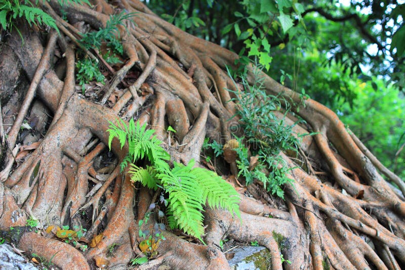 Big tree root at outdoor stock photo. Image of natural - 84043460