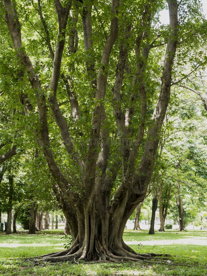 Big Tree Root at the Park 2 Stock Photo - Image of support, bark: 58436258