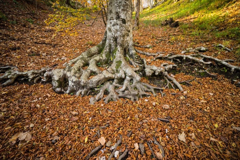 Big tree root stock photo. Image of farm, forest, light - 186204430