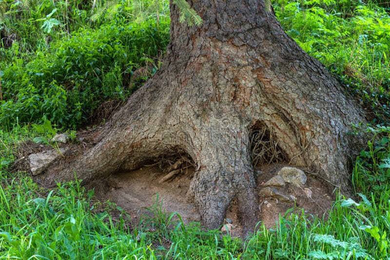 The Root of a Large Tree among Green Grass. Stock Image - Image of dead ...