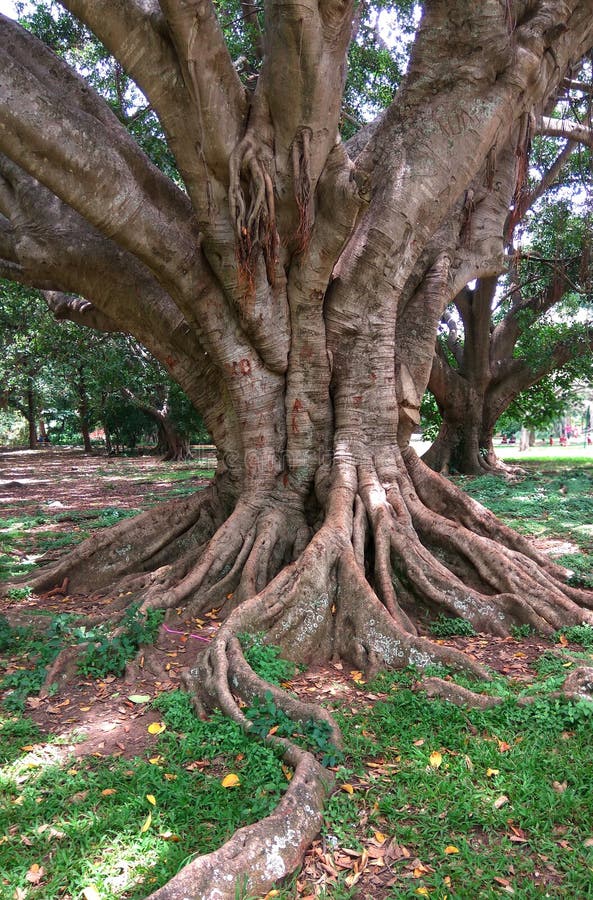 Big tree root stock photo. Image of tree, forest, scenary - 98569018