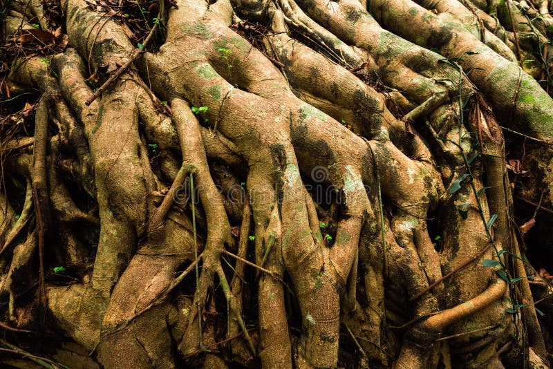 Big tree root stock photo. Image of scenery, foliage - 75366462