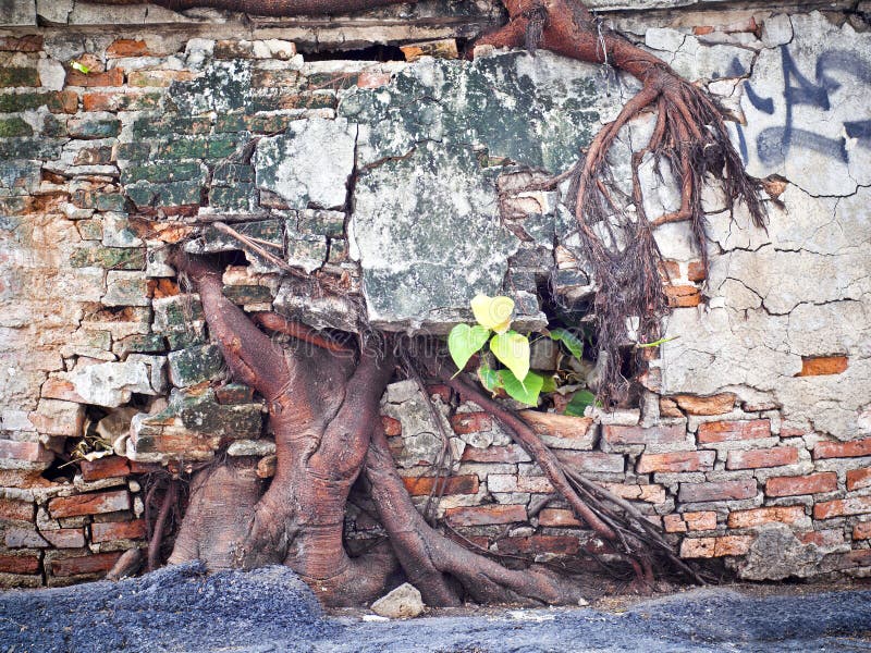 Big tree root stock photo. Image of brickwork, plant - 33511470