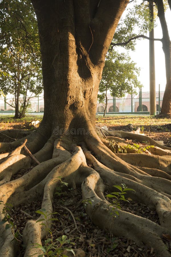 Big tree root stock image. Image of roots, light, paulo - 57249077
